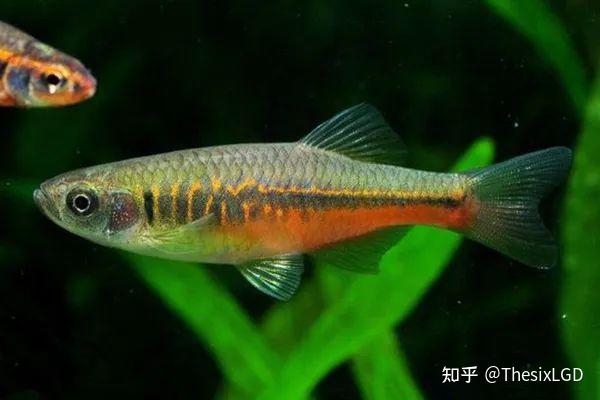 大【鱼丹】属Devario，不一样的大斑马鱼 - 知乎