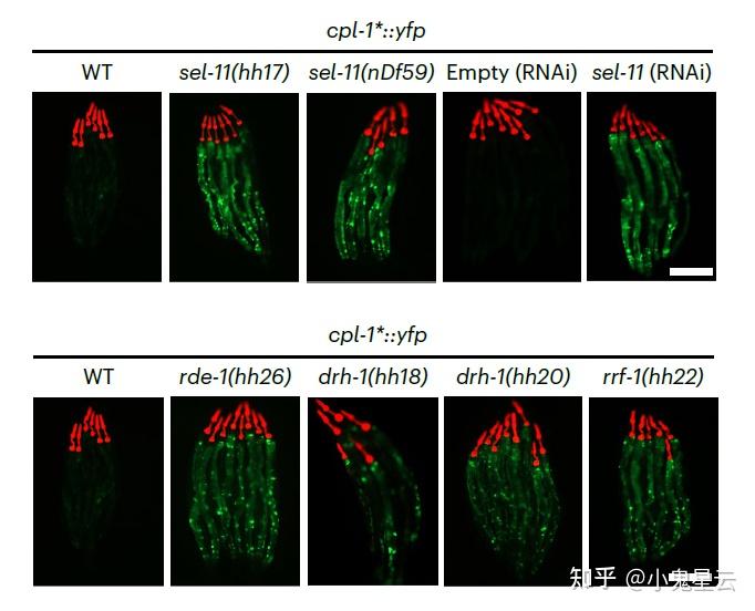 Nat Cell Biol: 内质网相关RNA沉默(ERAS)的发现 - 知乎