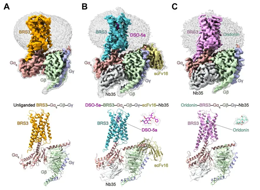 APSB|王明伟/尹万超/张岩团队揭示中药来源激动剂识别BRS3的分子机制 - 知乎
