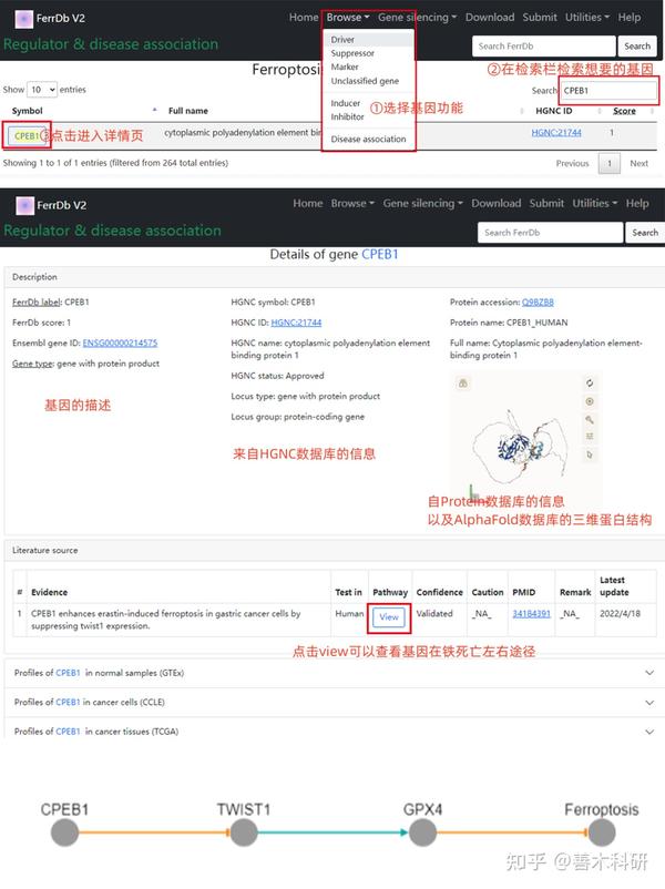 超好用的铁死亡数据库——FerrDb保姆及教学 - 知乎