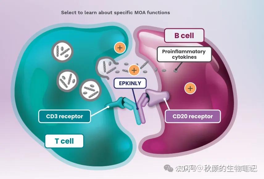 双抗平台| 解析全球领先的Duobody双抗平台 - 知乎