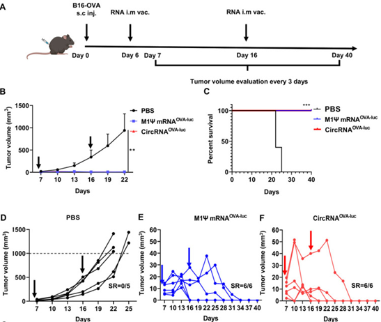 【耀文解读】环状RNA（circRNA）—— 肿瘤治疗方法新方向 - 知乎