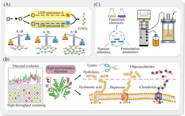 Trends Microbiol 综述︱江南大学高聪等评述微生物生产糖胺聚糖及其寡糖 - 知乎