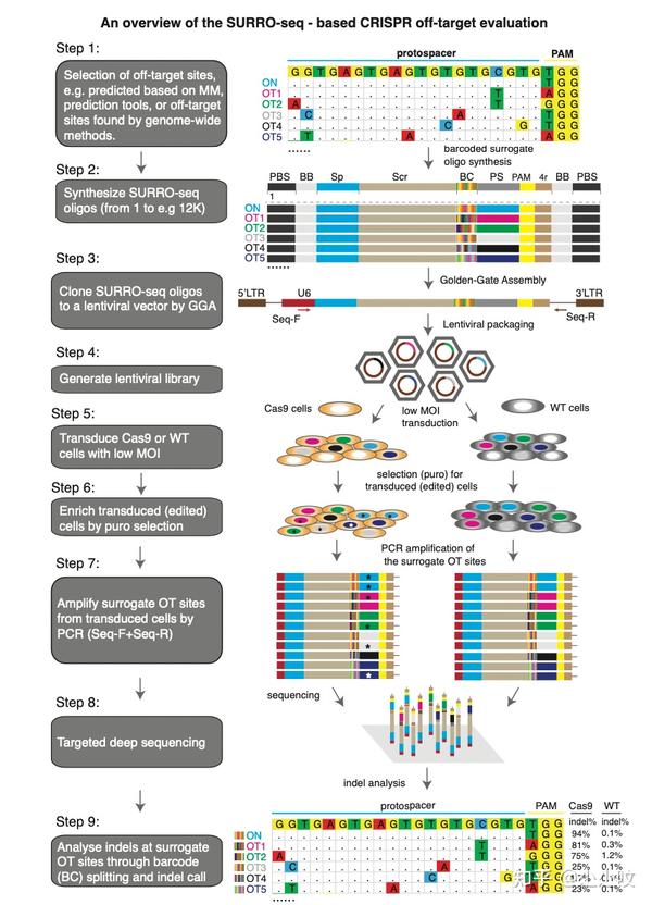 Nature子刊发表"一种新型大规模评估治疗性CRISPR脱靶的方法" - 知乎