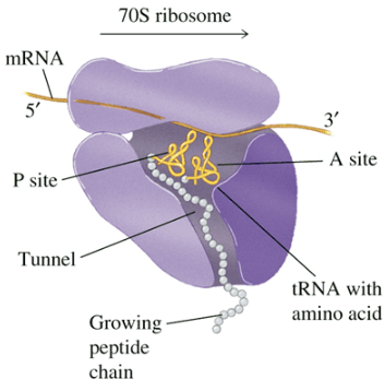 全网最强解析 | 关于扩增子测序学习一篇文章就够了！ - 知乎