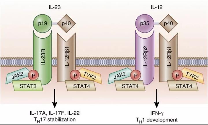 抗炎、抗肿瘤热门靶点- IL-12 - 知乎