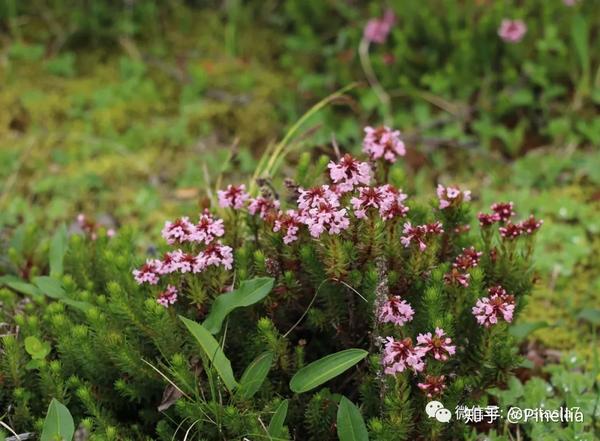 嘎隆拉--“上帝的后花园”//从波密到墨脱 - 知乎