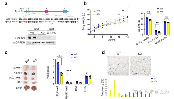 Nature Comunications｜脂滴相关蛋白ApoL6 通过与 Perilipin1互作抑制脂肪分解 - 知乎