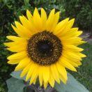 PyOxidizer 简单使用 - 知乎