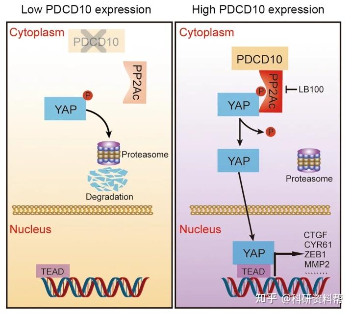 文献解读之肝细胞癌--死亡10通过PP2介导的YAP激活促进的研究论文 - 知乎
