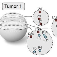 10X单细胞（10X空间转录组）CNV分析回顾之CopyKAT - 知乎