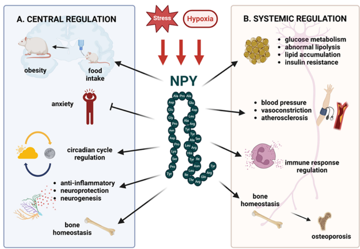 药靶细胞模型---NPY2R细胞筛选模型 - 知乎