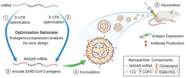 理性设计UTR，高效表达SARS-CoV-2抗原 - 知乎