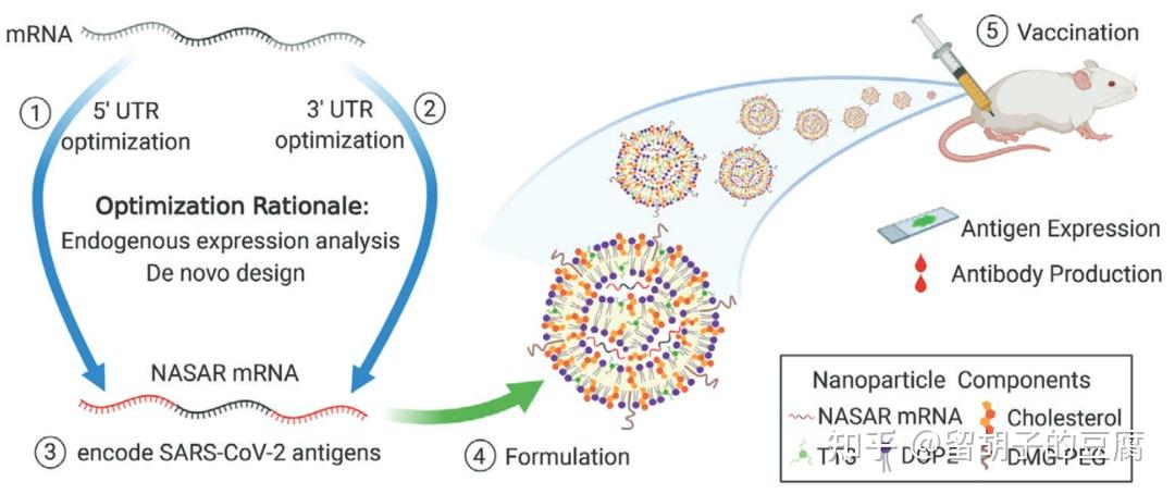理性设计UTR，高效表达SARS-CoV-2抗原 - 知乎