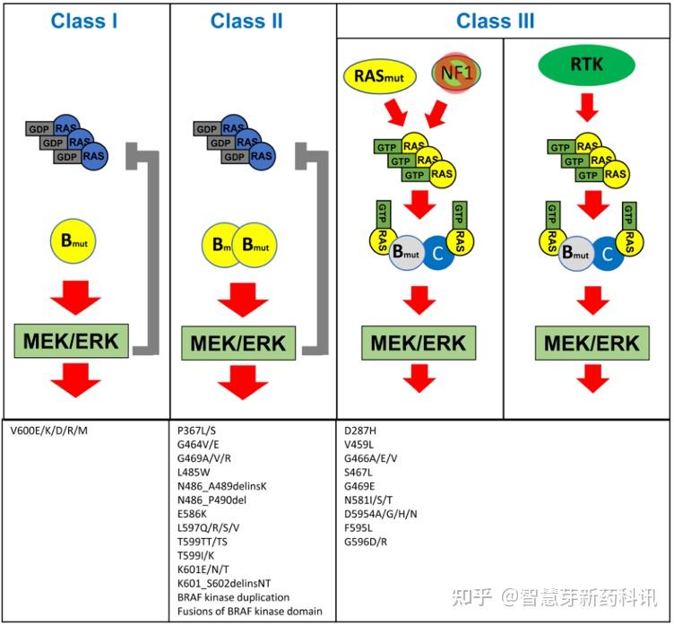 新一代RAF激酶抑制剂，有望解决上一代药物的耐药性问题 - 知乎