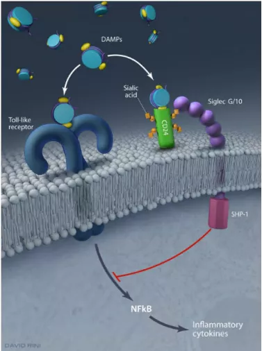 别吃我信号“CD24-SIGLEC10”新进展 - 知乎