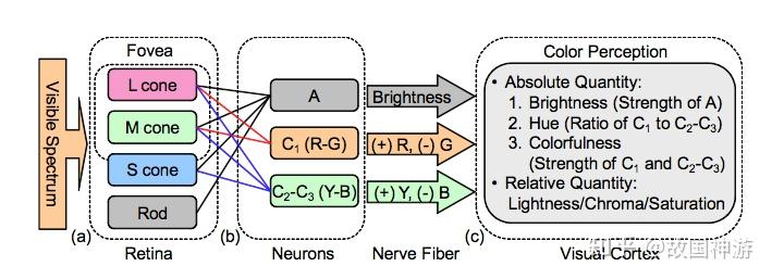Color Vision：理论、模型与应用（转载） - 知乎