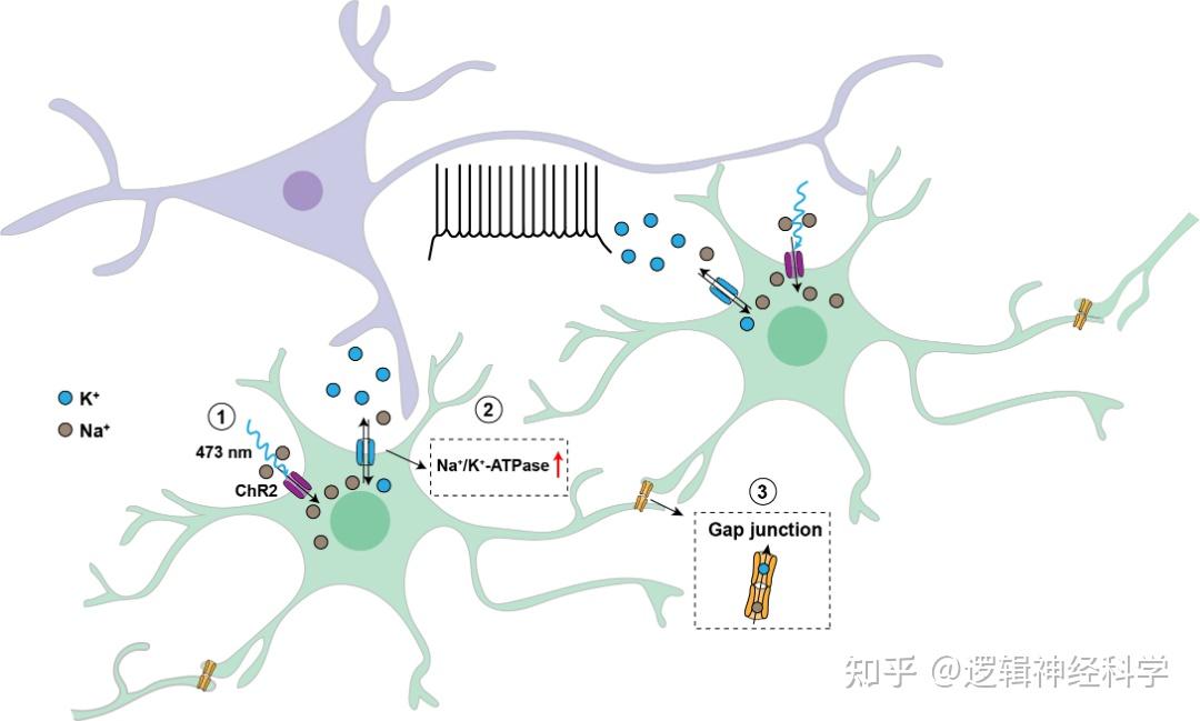 Nat Commun︱陈忠/汪仪团队揭示星形胶质细胞参与癫痫发作的新机制 - 知乎