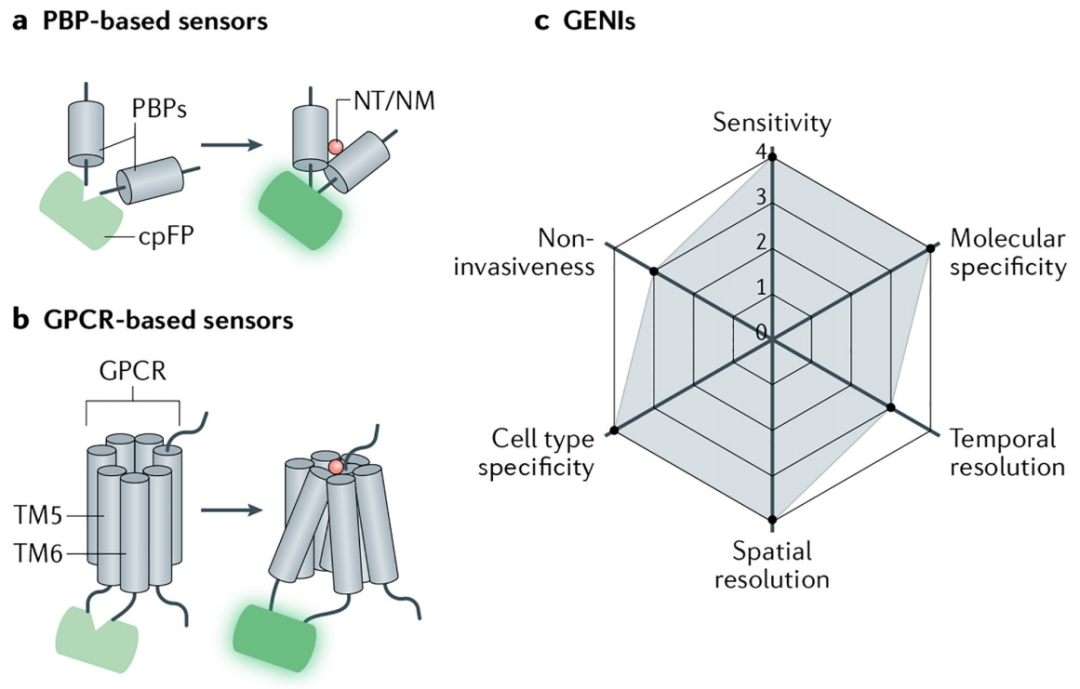 IF=34.87【知识窗】Nat Rev Neurosci综述｜开拓前沿：神经递质与神经调质的监测技术进展 - 知乎