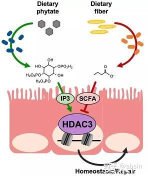 HDAC 抑制剂 - 知乎