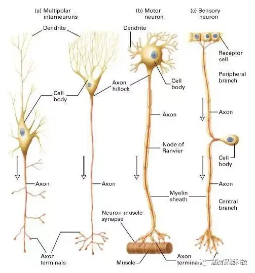 这可能是关于大脑工作原理最详细的图解 - 知乎
