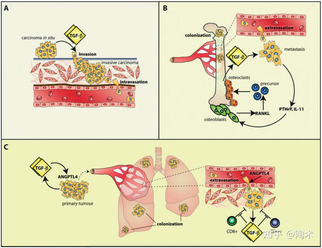 干货！TGF-β：概述、历程、机制、靶点？——TargetMol - 知乎