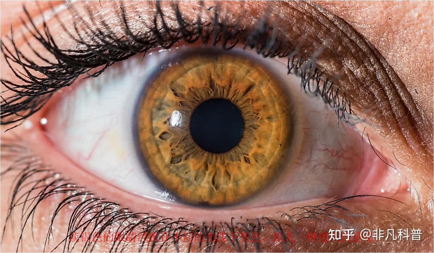 为什么人的眼睛有不同的颜色？各种眼睛颜色的人口比例是多少？ - 知乎