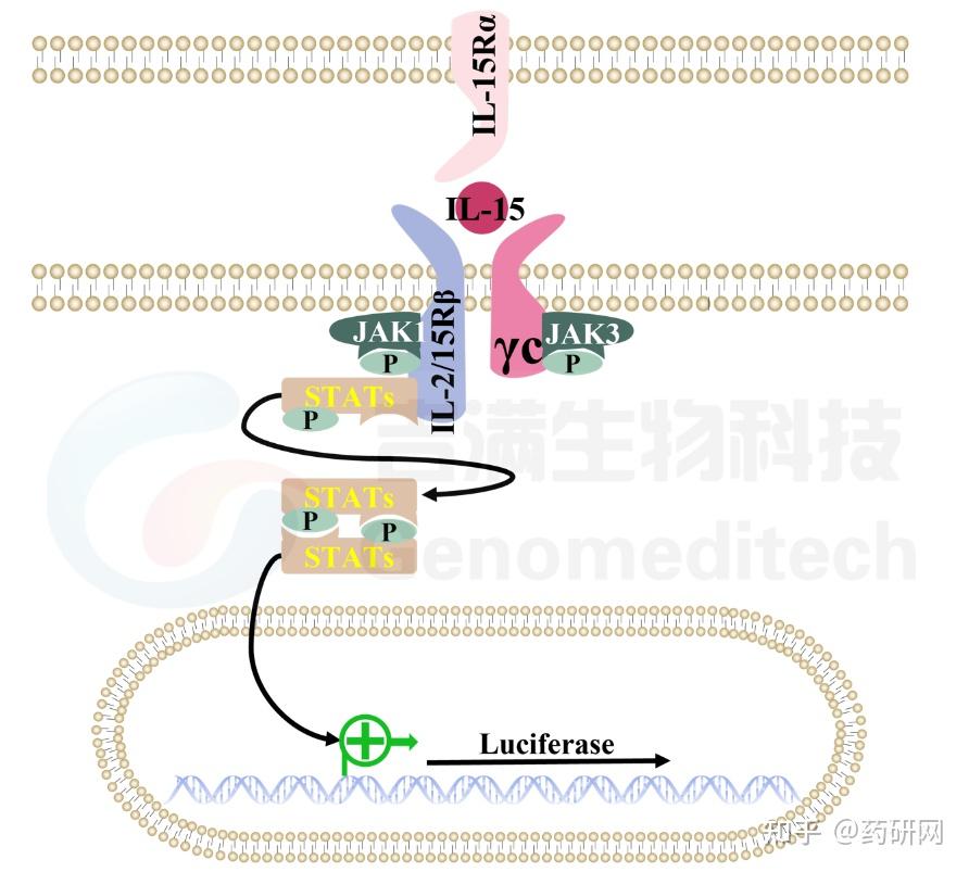 IL-2、IL-15：老靶点重焕青春 - 知乎