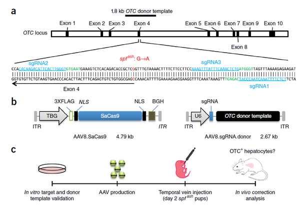 AAV在肝脏组织中的应用 - 知乎