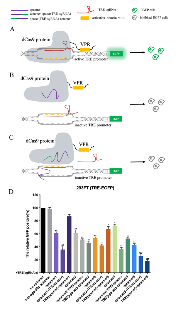 Mol Ther︱桂耀庭/刘宇辰/于波团队发现单链核酸适配体具有降低CRISPR-Cas9脱靶与提升基因编辑同源重组修复的功能 - 知乎