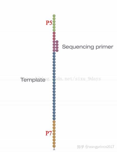 illumina 双端测序（pair end） - 知乎