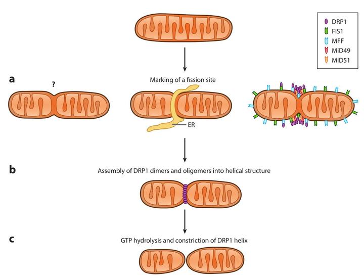 线粒体学习笔记（4）线粒体的分裂机制 - 知乎