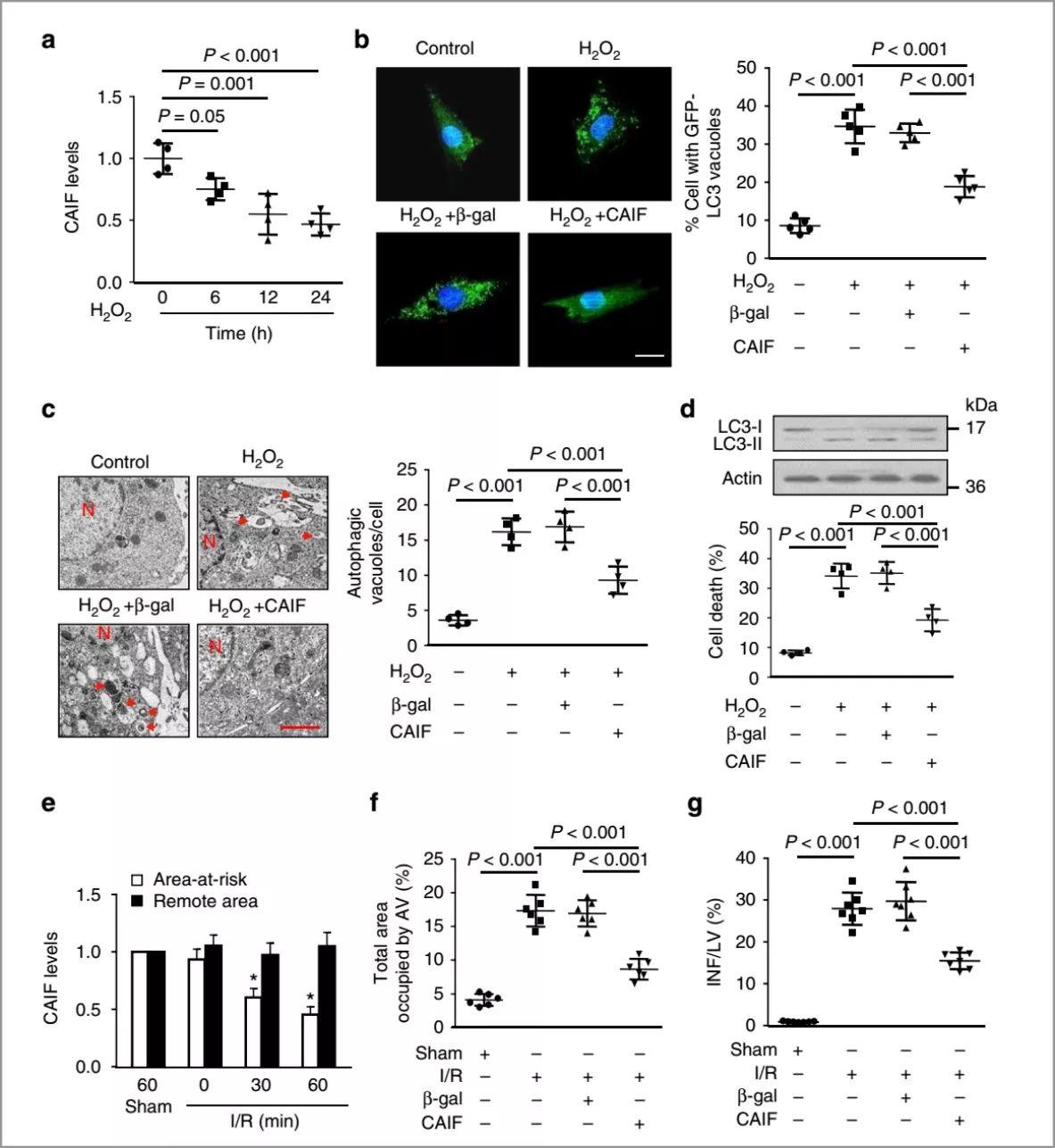 LncRNA＋自噬＋p53＝10分文章 - 知乎