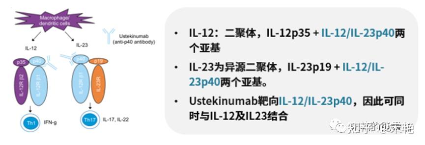 Ustekinumab治疗溃疡性结肠炎：4年持久效果，摆脱激素困扰 - 知乎