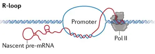 新品发布 | 染色质相关RNA测序（caRNA-Seq）技术 - 知乎