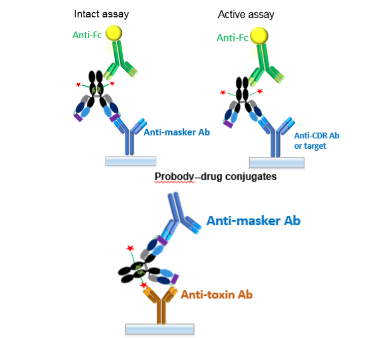 生物分析 | 抗体前药(Probody)药代动力学生物分析策略 - 知乎