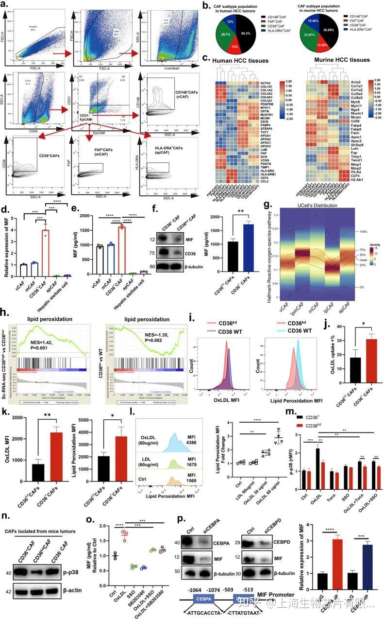 IF 38 | CD36+癌相关成纤维细胞通过分泌巨噬细胞迁移抑制因子为肝细胞癌提供免疫抑制微环境 - 知乎