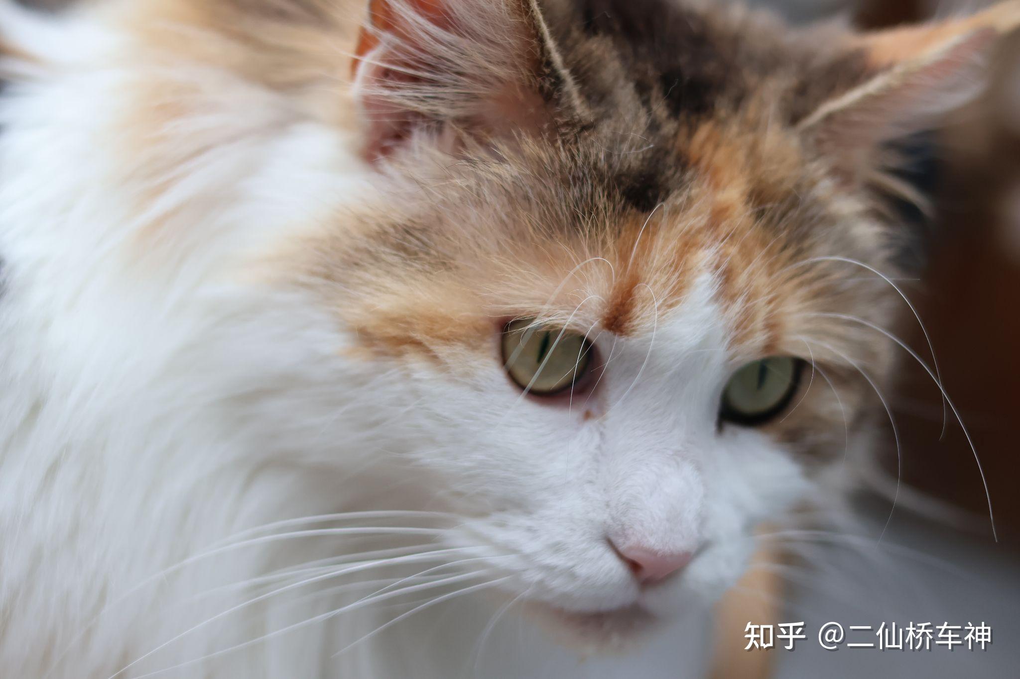 佳能r50发售价4599实际在平台上售价预计为多少? - 知乎