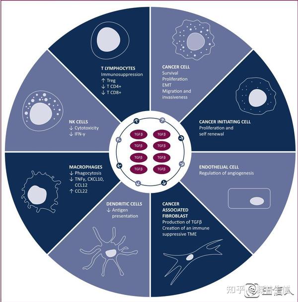 SCI热点分子|TGF-β对癌症免疫应答的调控 - 知乎