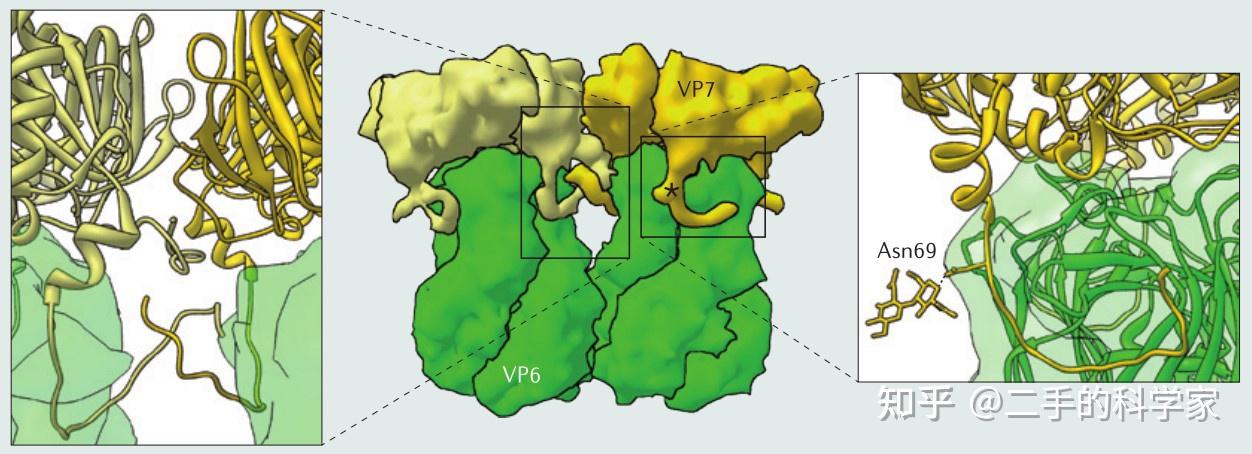 一种可能有一定可行性的重组轮状病毒疫苗抗原设计 - 知乎