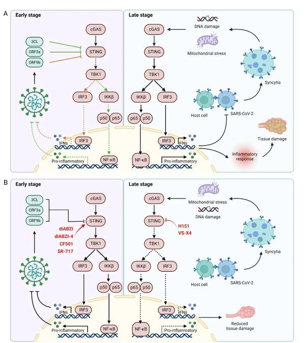 Front Immunol 综述︱张翱团队总结STING信号通路在新冠中的作用及研究进展 - 知乎