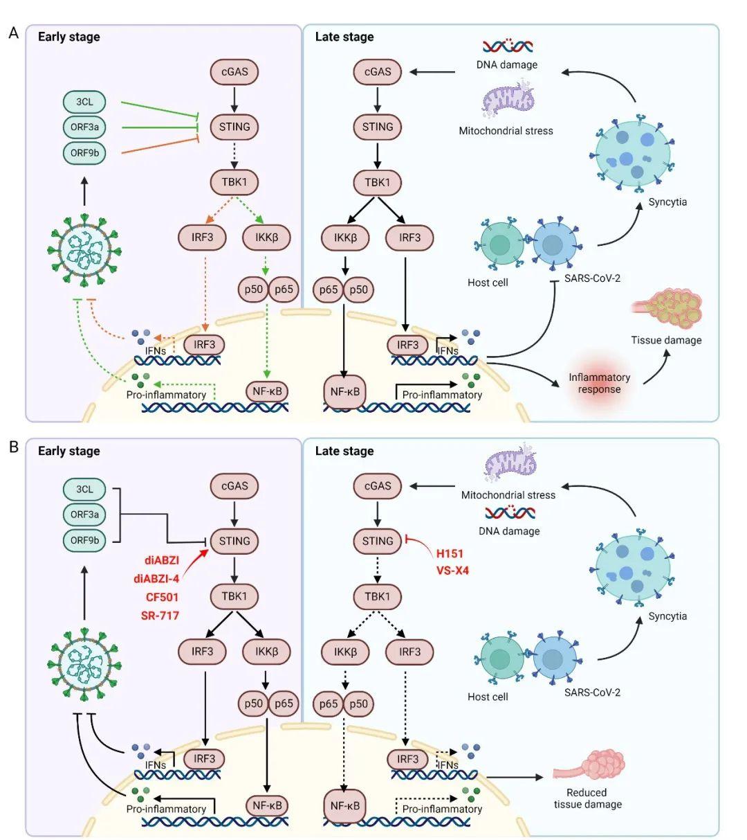 Front Immunol 综述︱张翱团队总结STING信号通路在新冠中的作用及研究进展 - 知乎