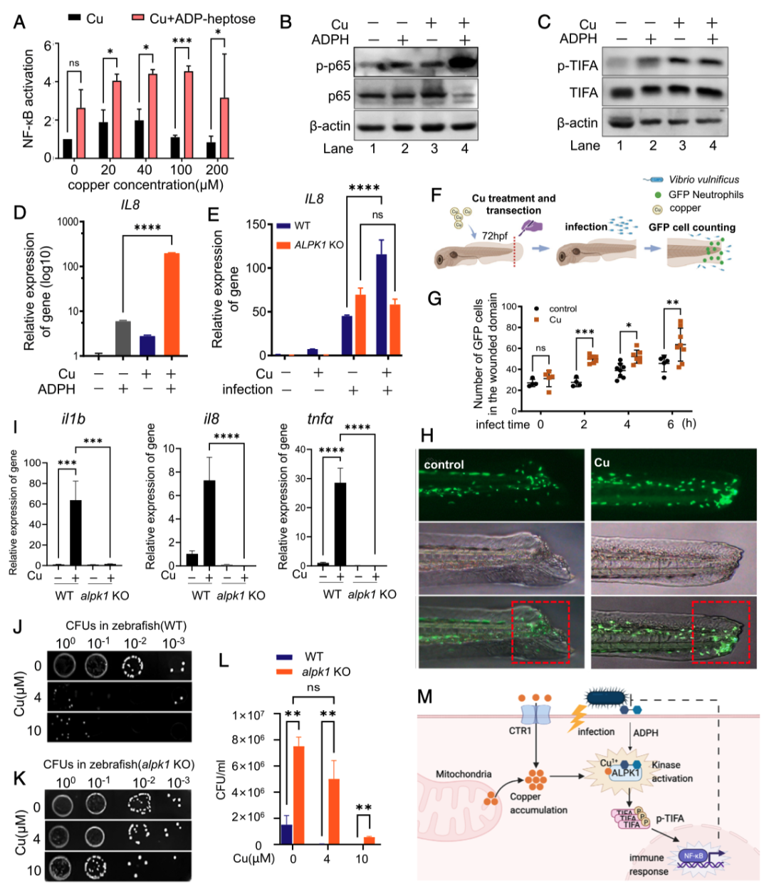 PNAS丨铜通过激活 ALPK1 激酶调节宿主对细菌感染的先天性免疫反应 - 知乎