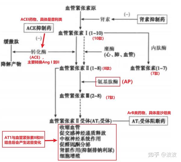 ACE2 ACEI ArB的区别与理解，以及如何深入的理解--图形和故事是个好帮手 - 知乎
