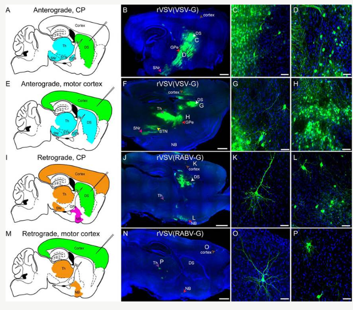 VSV顺向跨多级标记 - 知乎