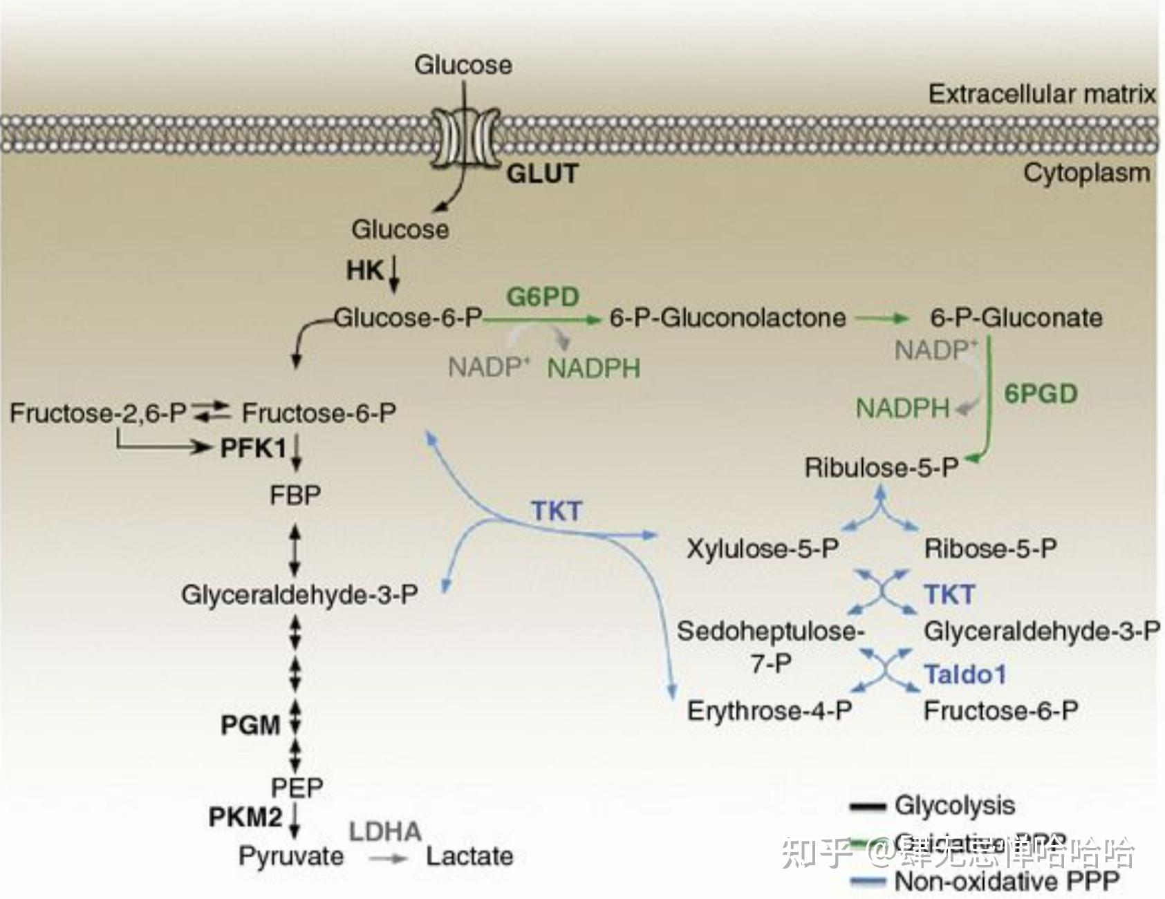 EMP/TCA/PPP途径 - 知乎