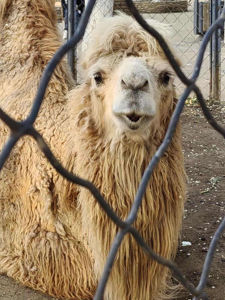 Linux服务器顺利配置Pointcept流程的细节总结 - 知乎