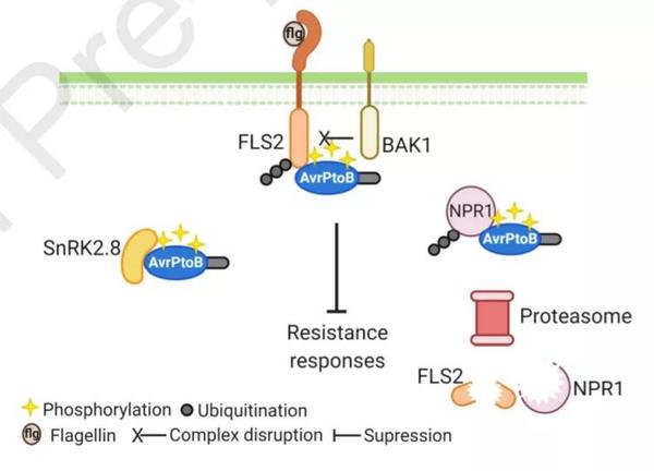 Mol Plant | 植物中的“叛逆者”——蛋白激酶SnRK2.8，协助病原菌侵染 - 知乎