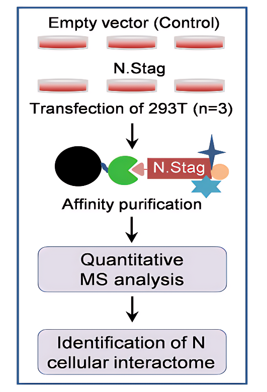 IP-MS、CoIP-MS及AP-MS助力研究蛋白互作组学 - 知乎