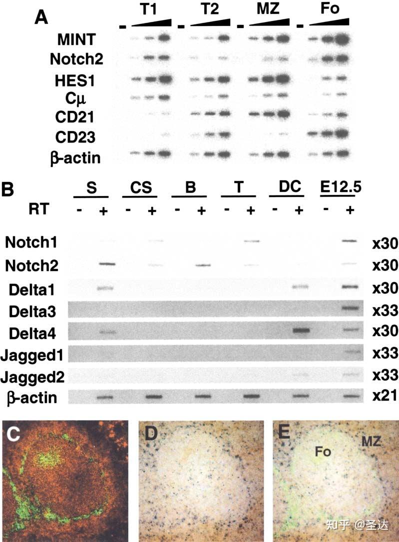 Notch/RBP-J信号通路抑制因子MINT调控边缘区B细胞的发育 - 知乎